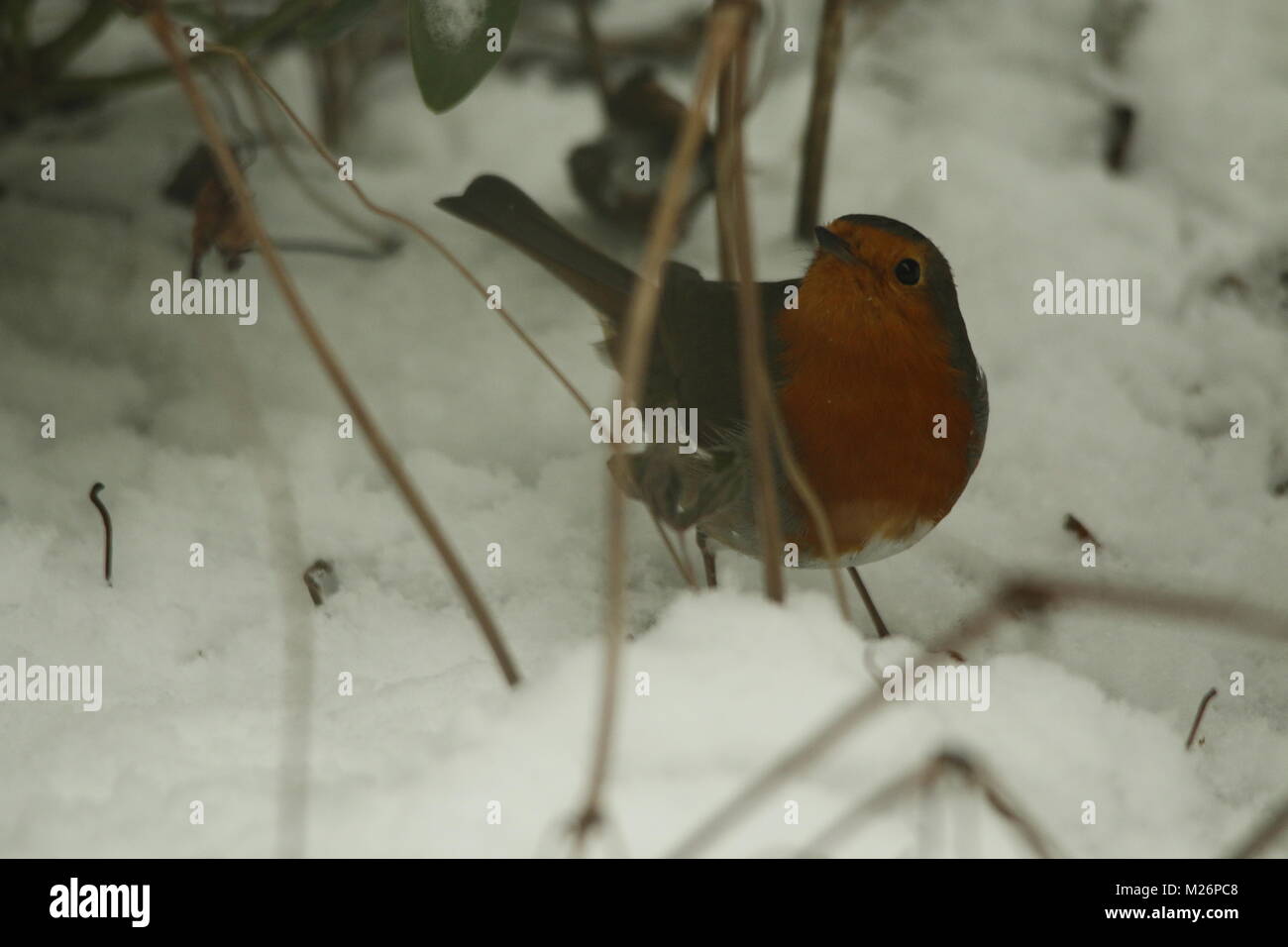 Robin redbreast a lovely red winter bird Stock Photo - Alamy