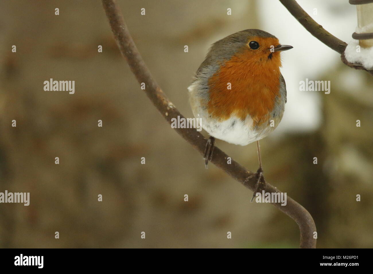 Robin redbreast a lovely red winter bird Stock Photo - Alamy