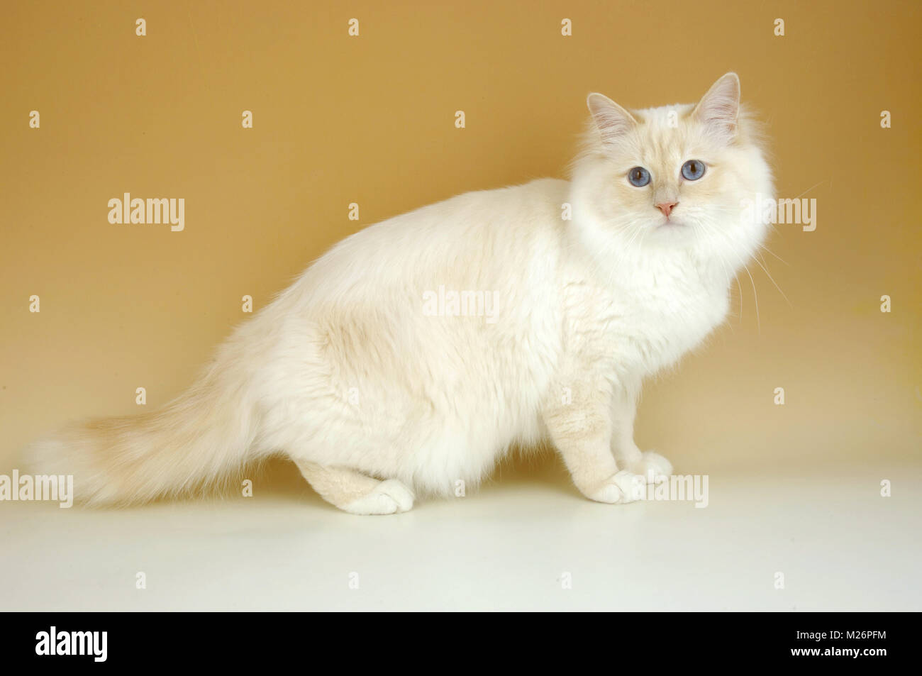 cream point birman cat, side view Stock Photo - Alamy
