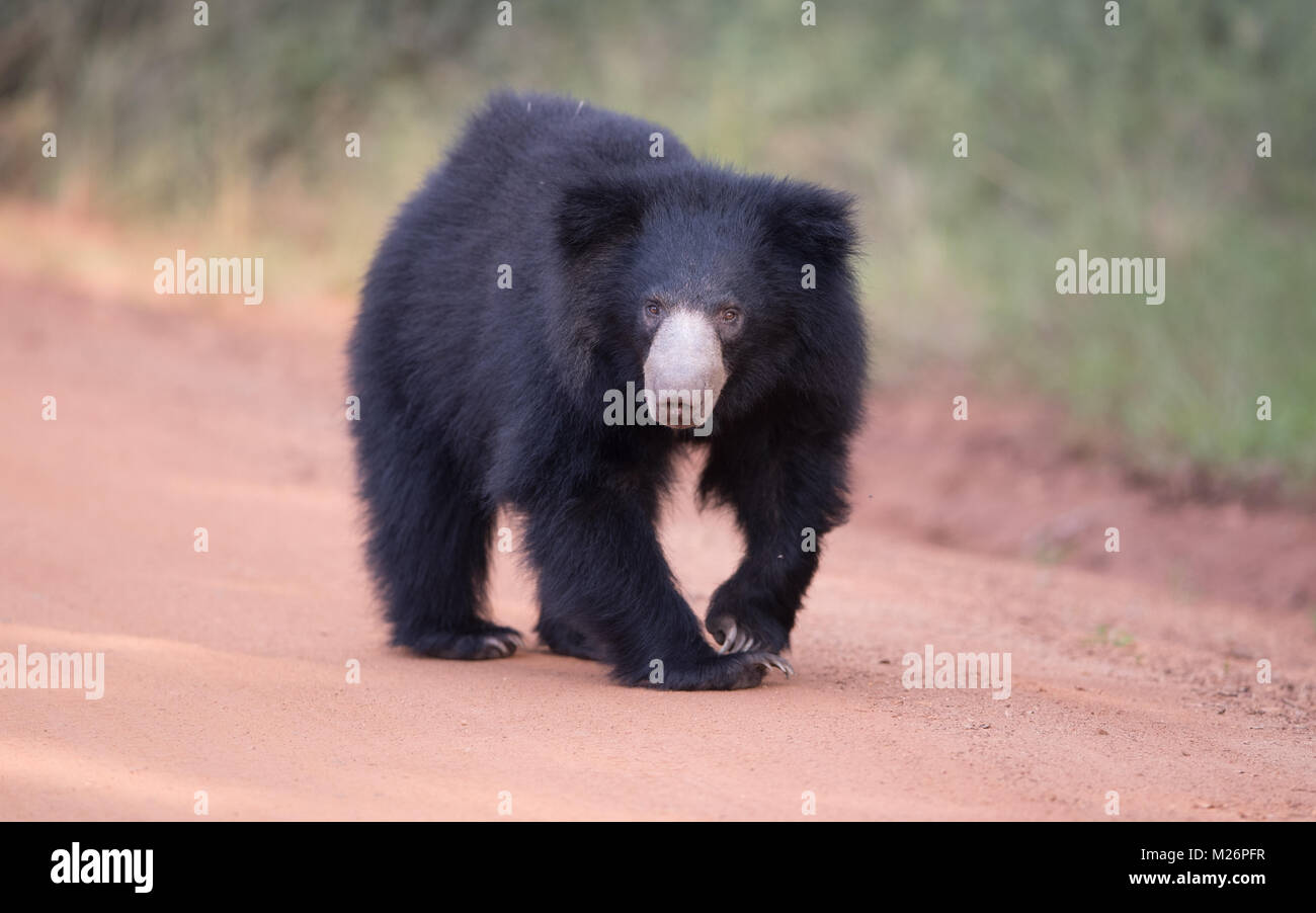 Melursus ursinus inornatus hi-res stock photography and images - Alamy