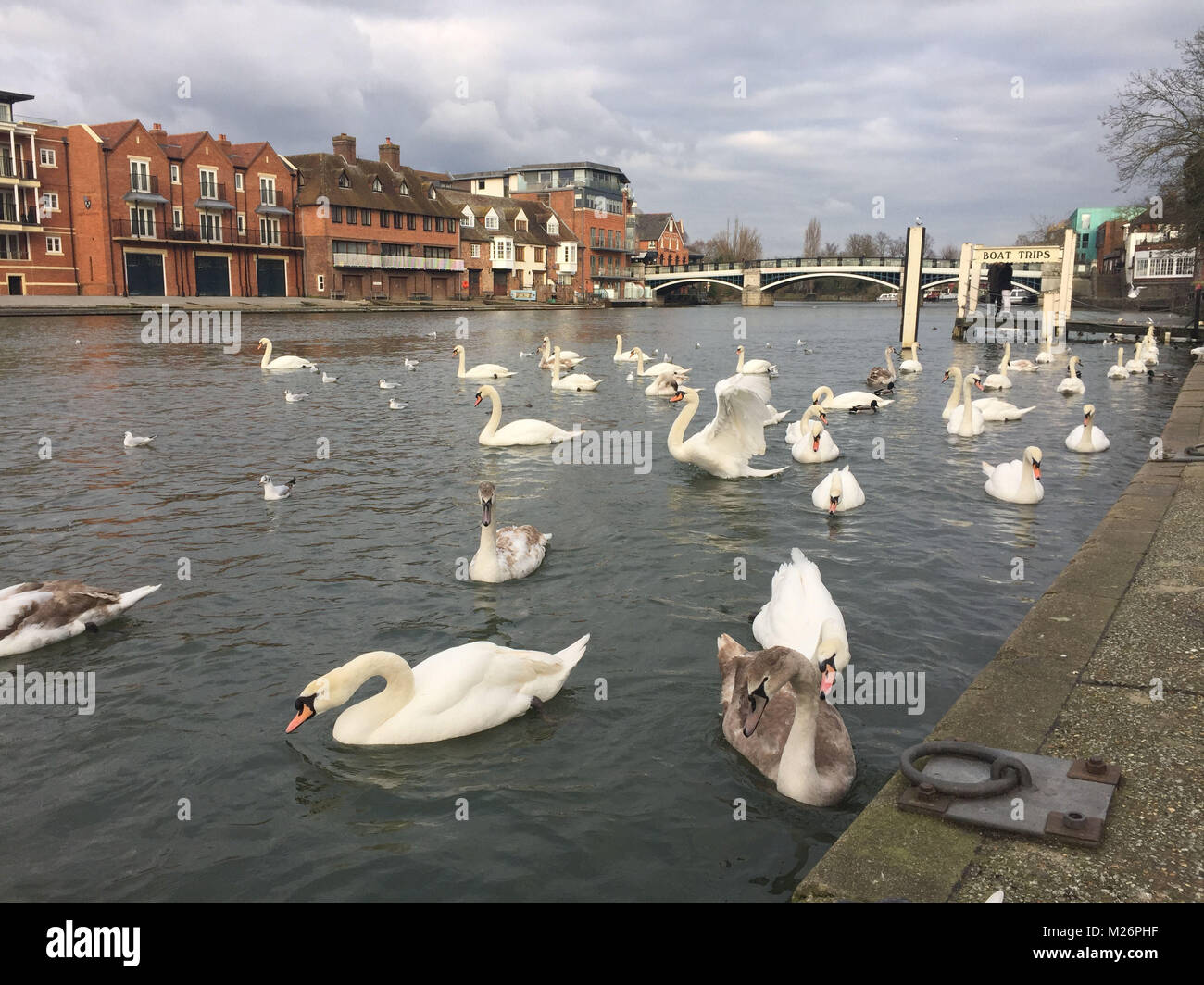 Swans on the River Thames near Windsor as more than 20 of the Queen's ...