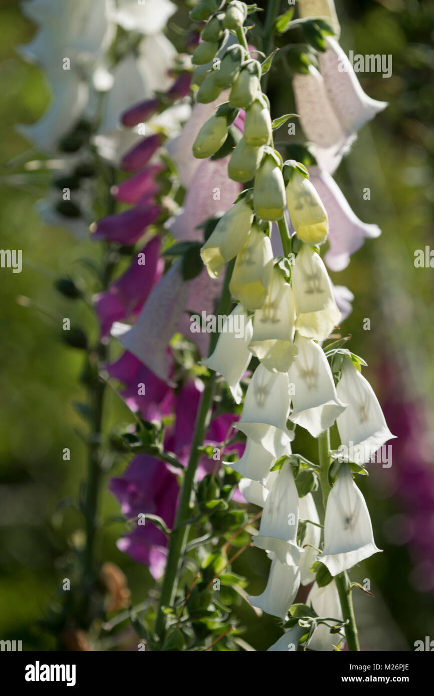 White Digitalis in a border at Houghton Hall, King's Lynn, Norfolk, UK ...