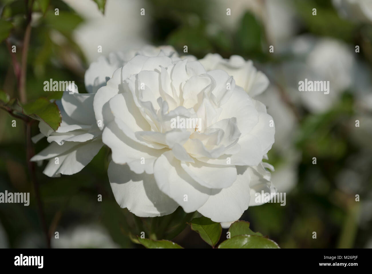 A close-up of Rosa ‘Iceberg’ a white rose in the rose parterre at ...