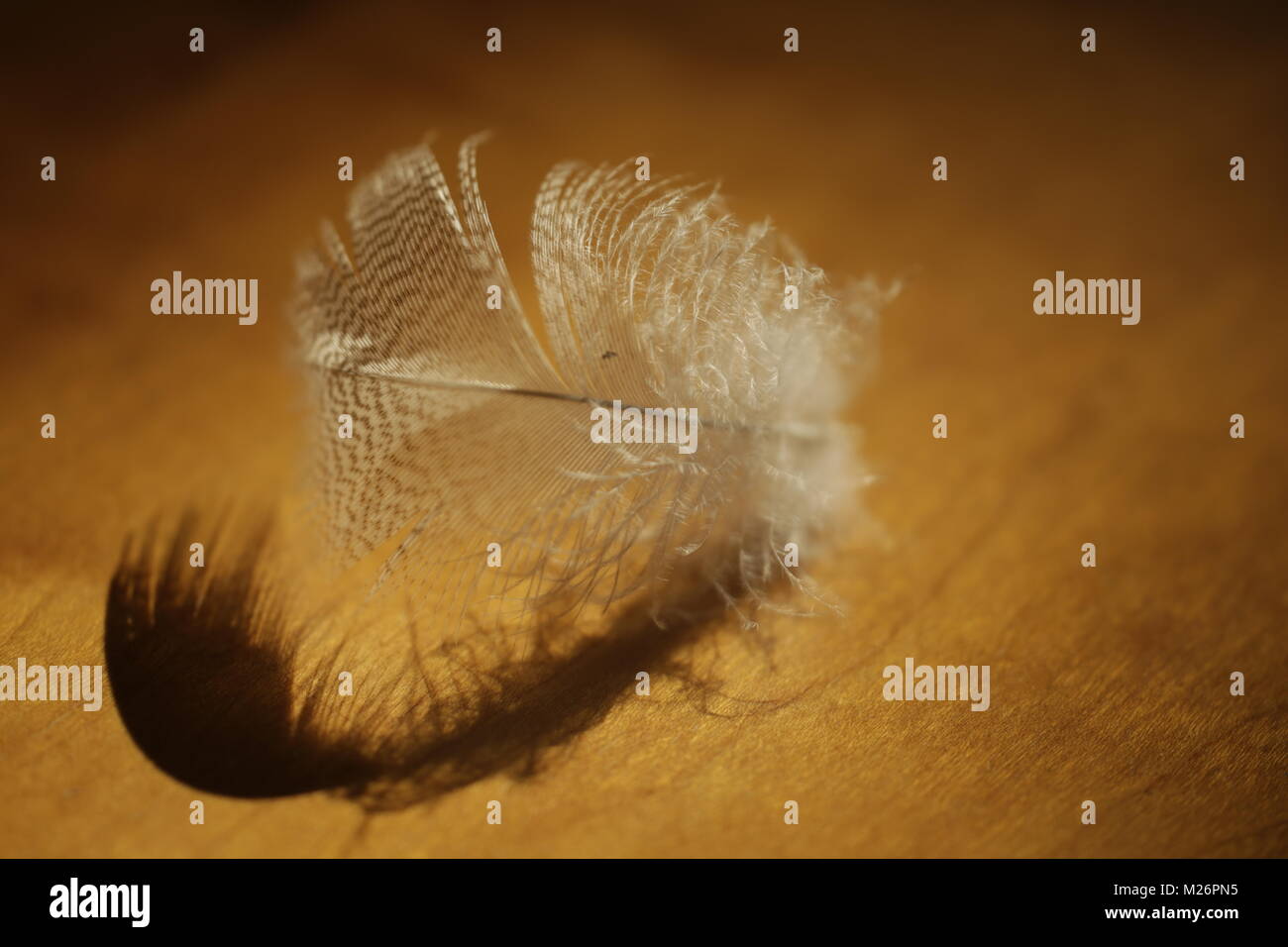 Wren Bird Illustration High Resolution Stock Photography and Images - Alamy