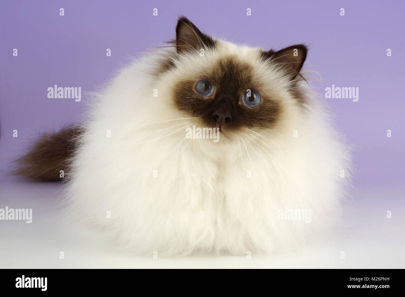 fluffy seal pointed Birman cat on pastel background Stock Photo - Alamy