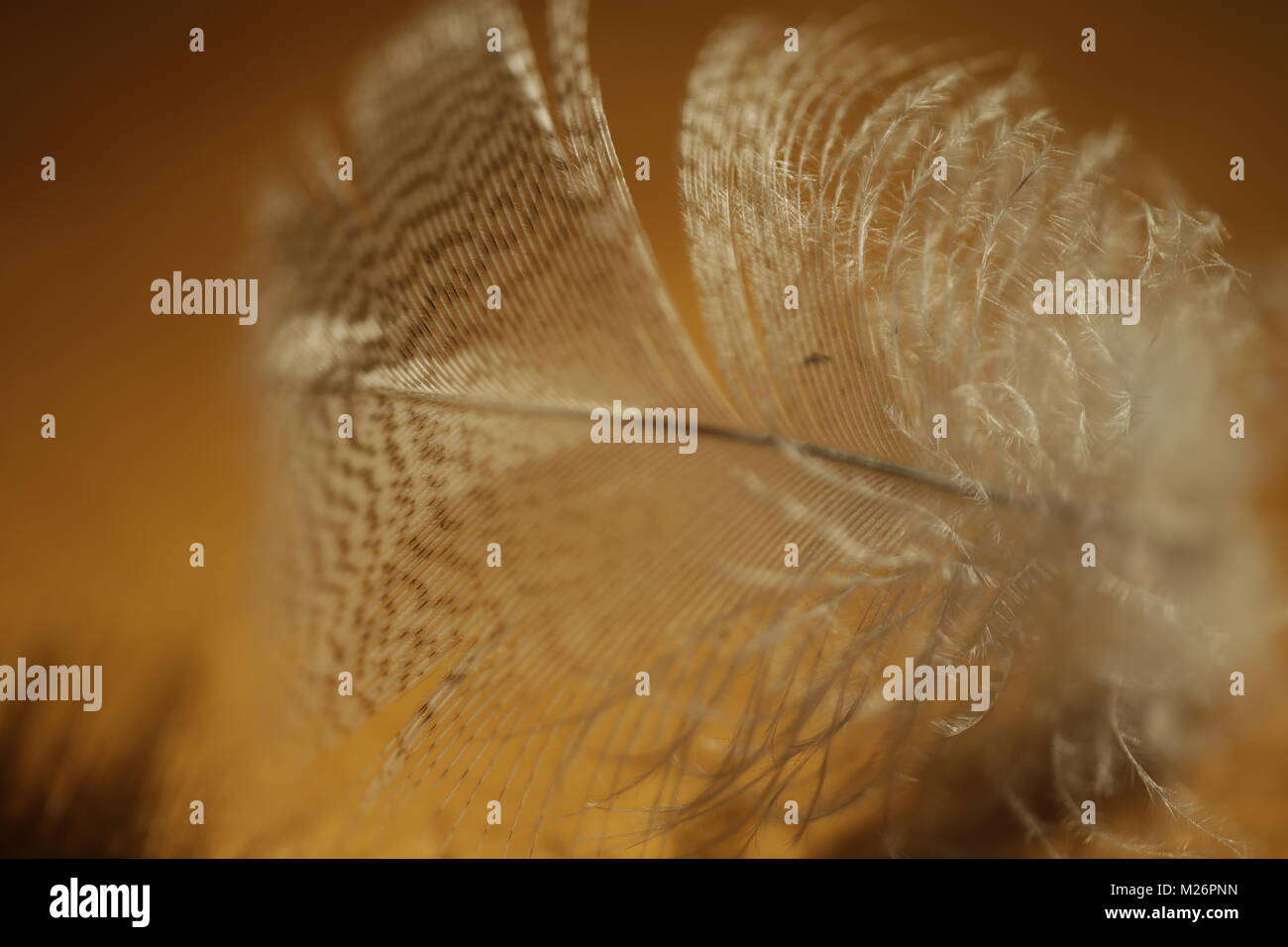 feather of an eurasian wren Stock Photo - Alamy