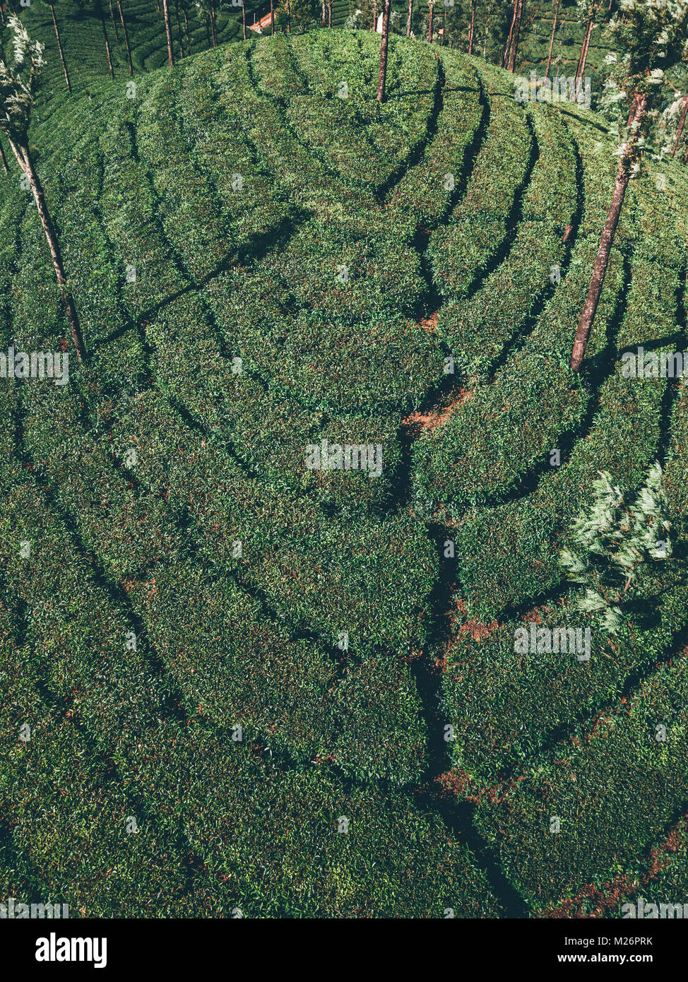 Teeplantage Fairtrade anbau, Bio Gesund aus der Natur Tee Stock Photo ...