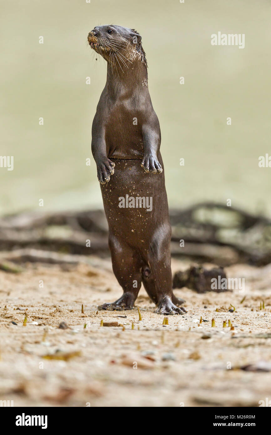 Smooth-coated otter in mangrove habitat, Singapore Stock Photo - Alamy