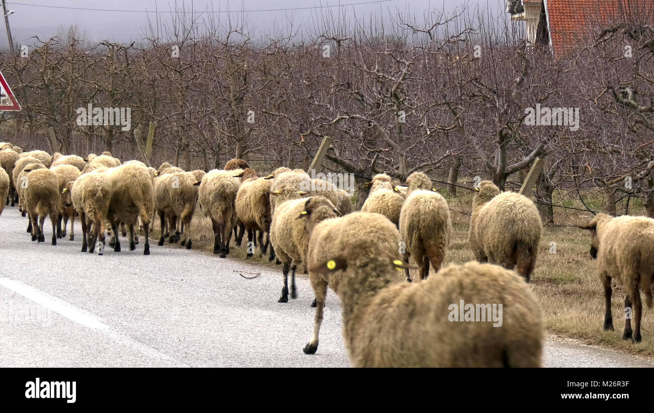 Herd of sheep in a line hi-res stock photography and images - Alamy