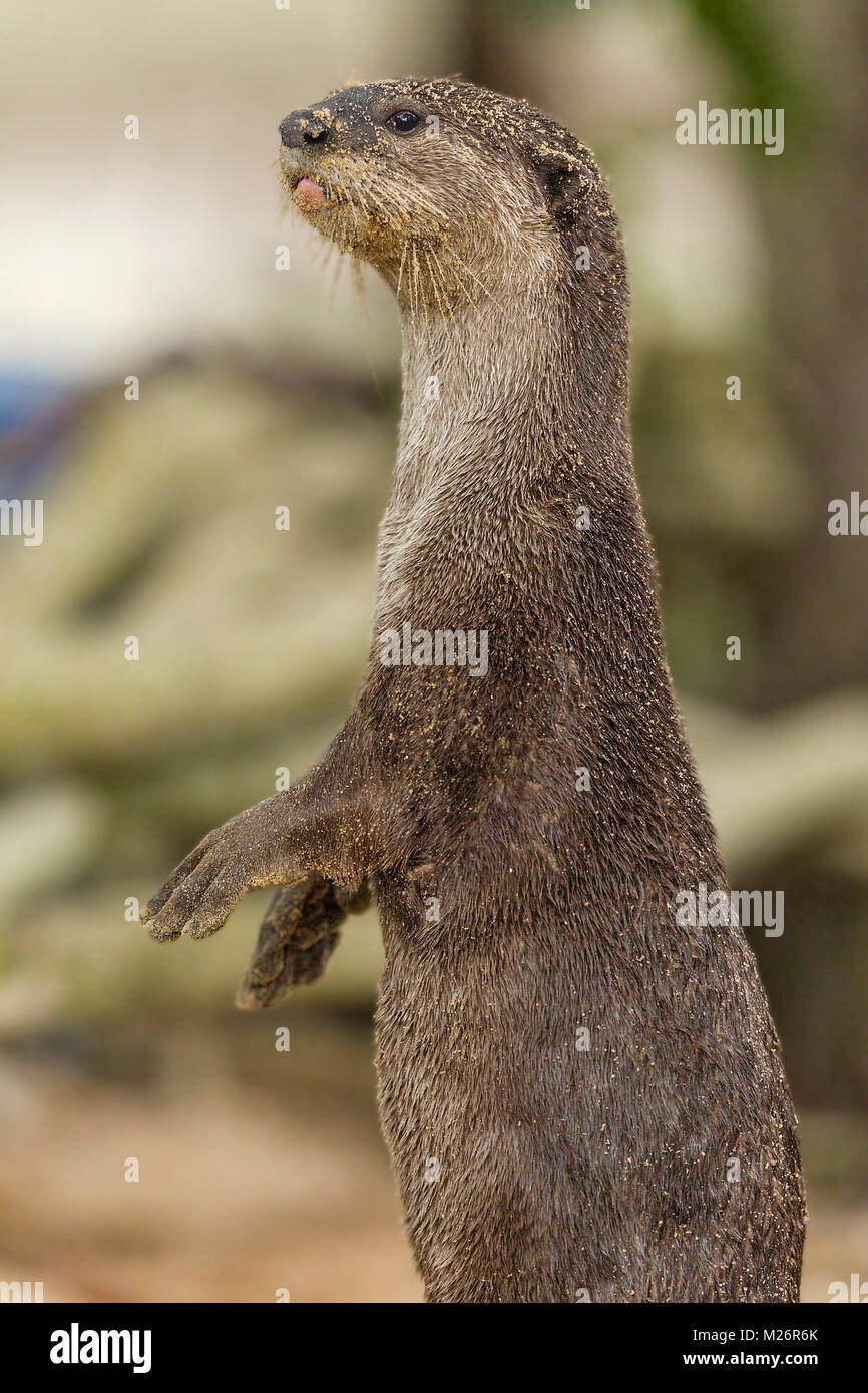 Smooth-coated otter in mangrove habitat, Singapore Stock Photo - Alamy
