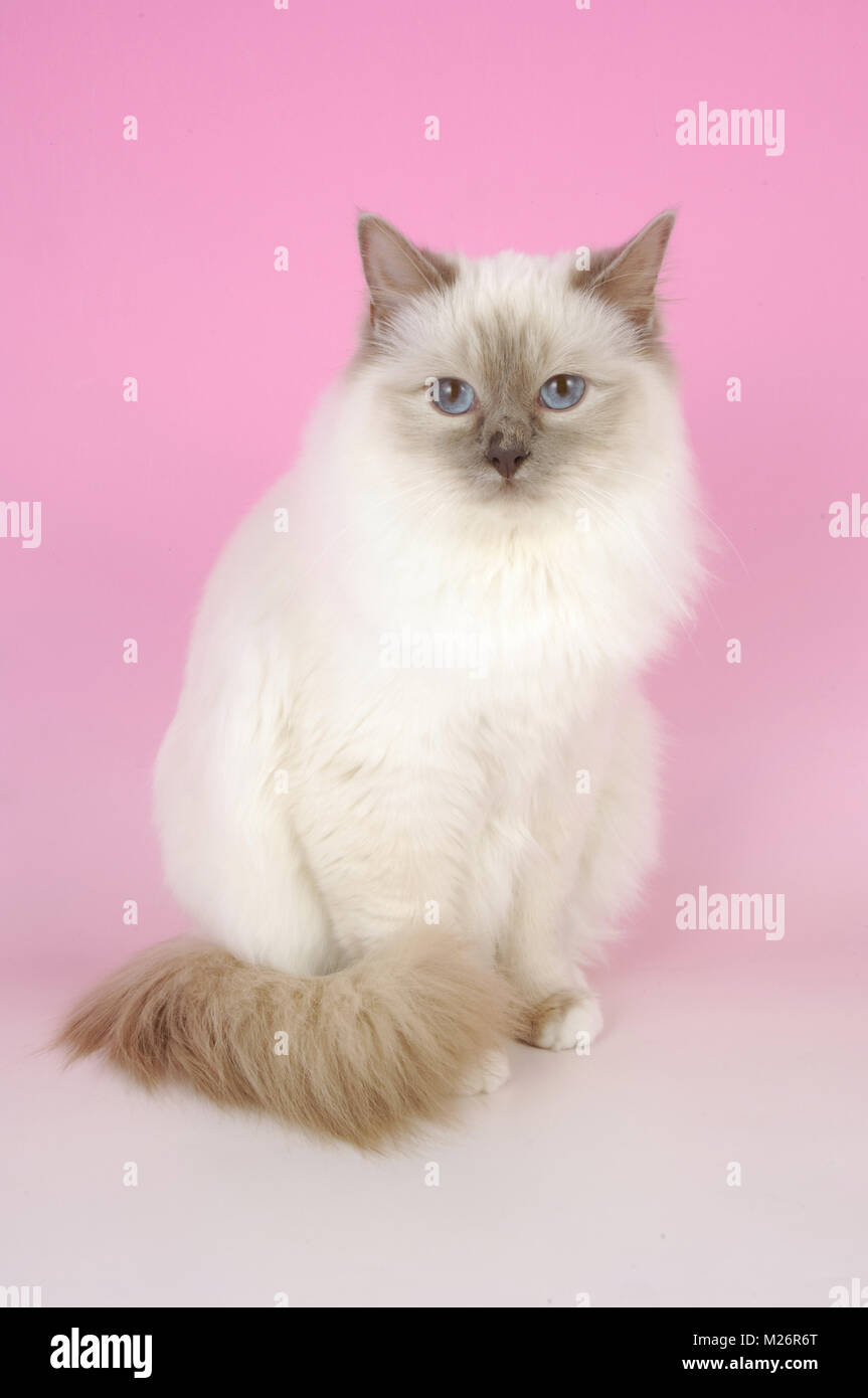 Lilac Point Birman Cat Stock Photos & Lilac Point Birman Cat Stock ...
