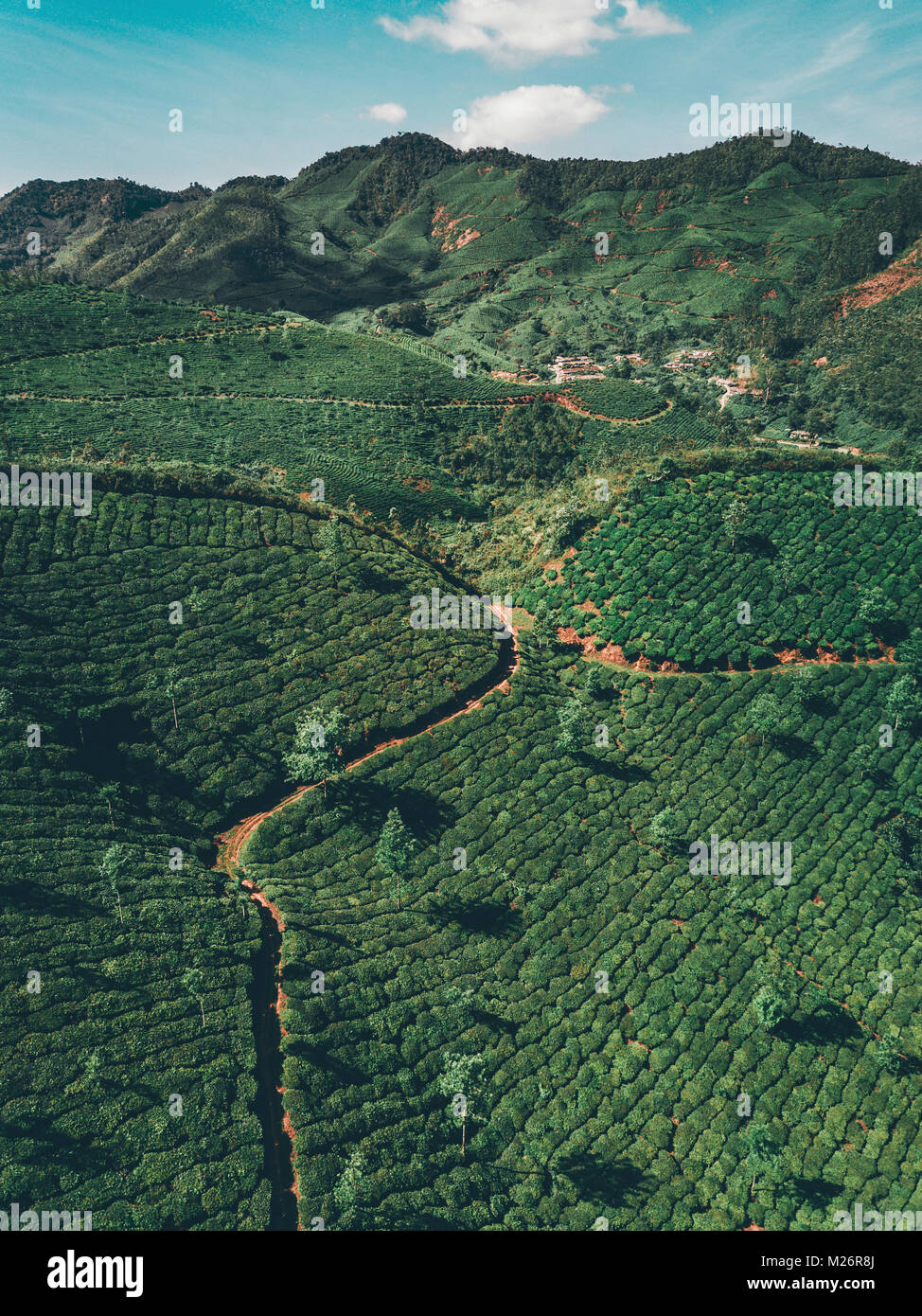 Teeplantage hi-res stock photography and images - Alamy