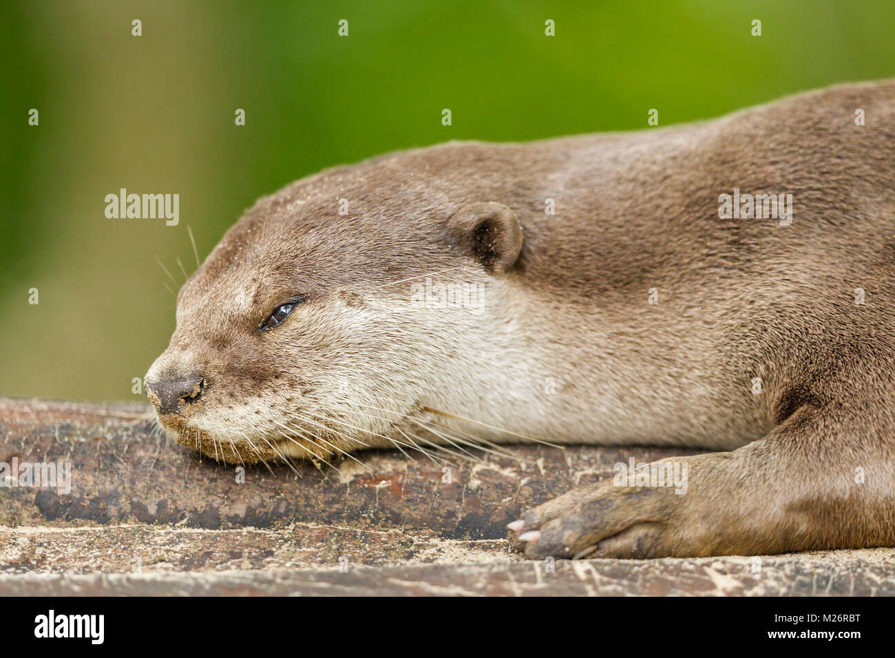 Smooth-coated otter in mangrove habitat, Singapore Stock Photo - Alamy