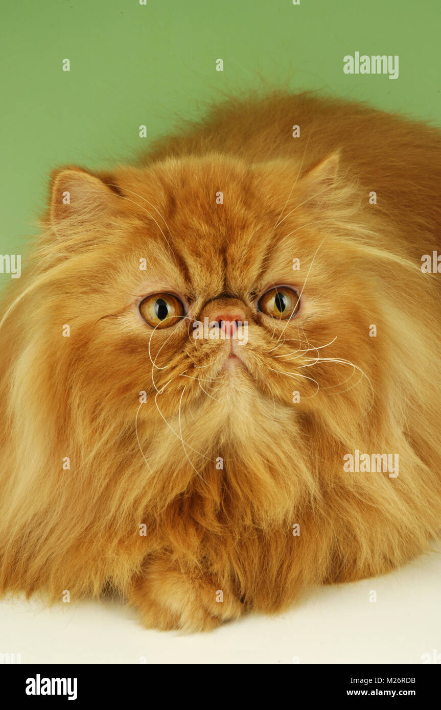 red Persian on green background Stock Photo - Alamy