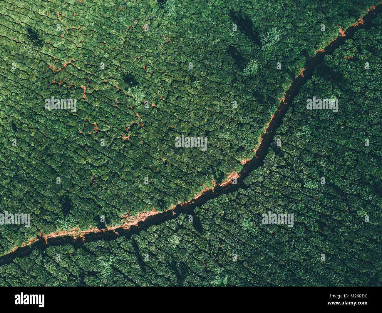 Teeplantage Fairtrade anbau, Bio Gesund aus der Natur Tee Stock Photo ...