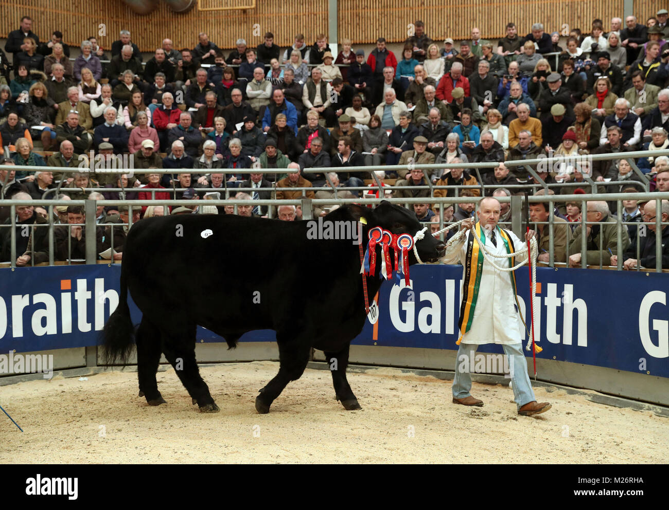 Aberdeen Angus bull and Overall show champion Idvies Ferrari is paraded ...