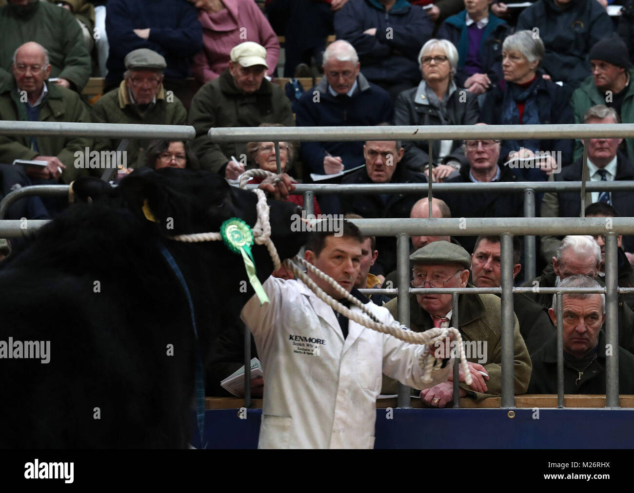 An Aberdeen Angus bull is paraded in the sale ring at the Stirling Bull ...