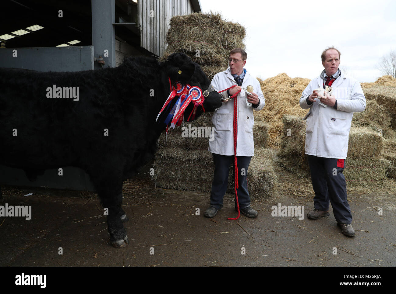 Champion Limousin bull " Goldies Black Manhattan" with Bruce(L) and ...