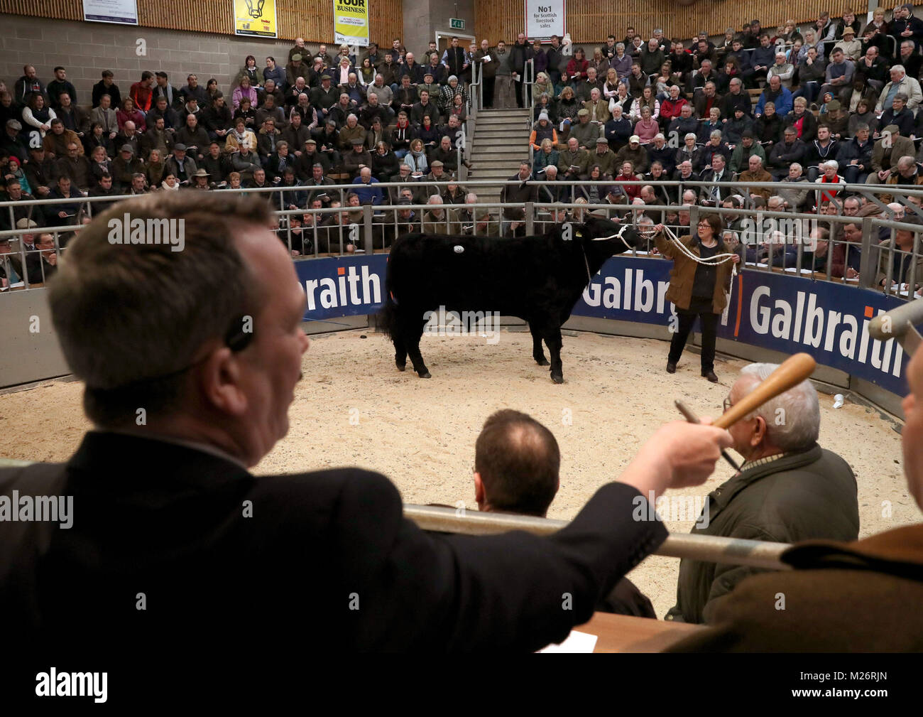 An Aberdeen Angus bull is paraded in the sale ring at the Stirling Bull ...