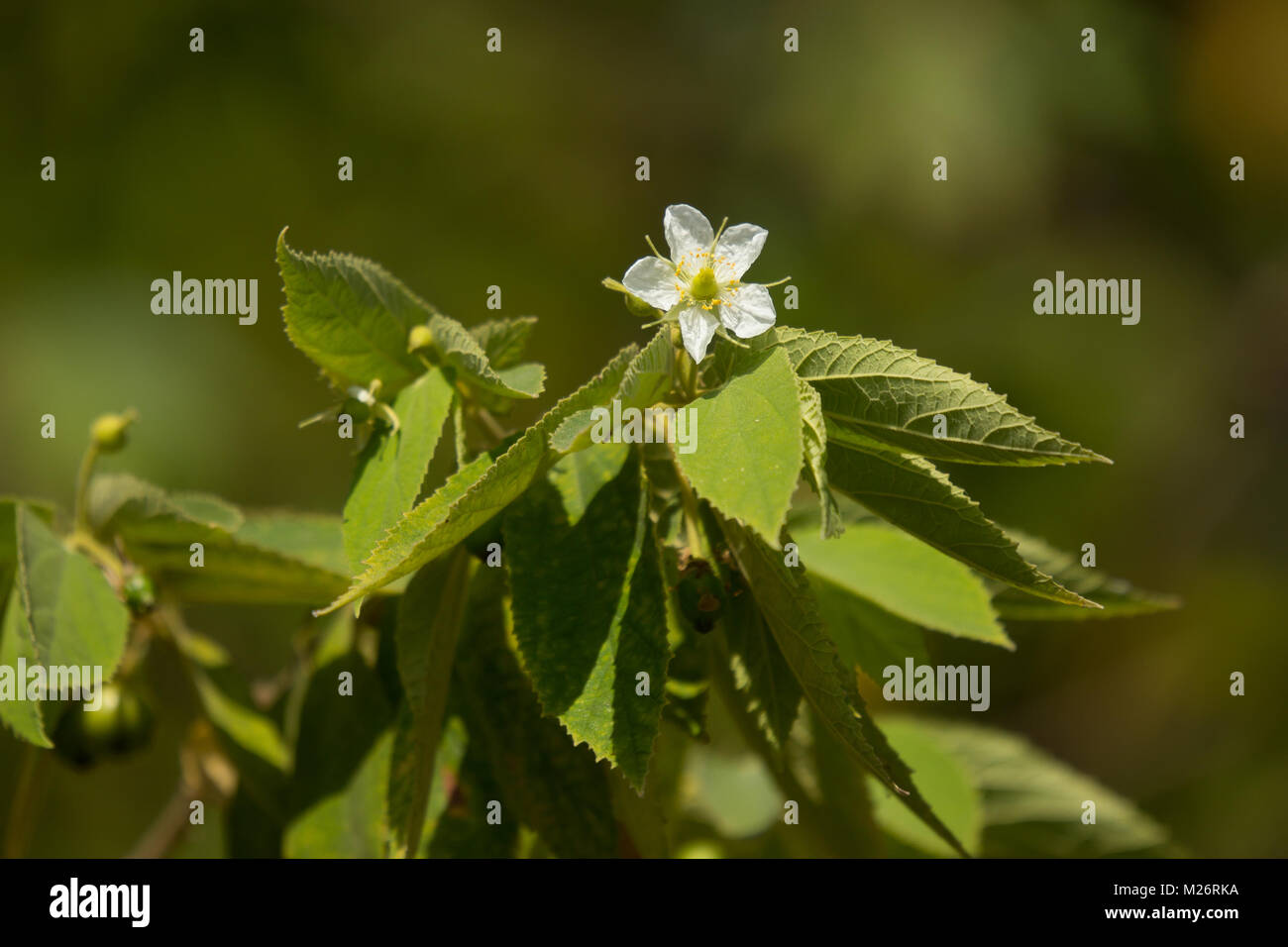Jamaican cherry flower hi-res stock photography and images - Alamy