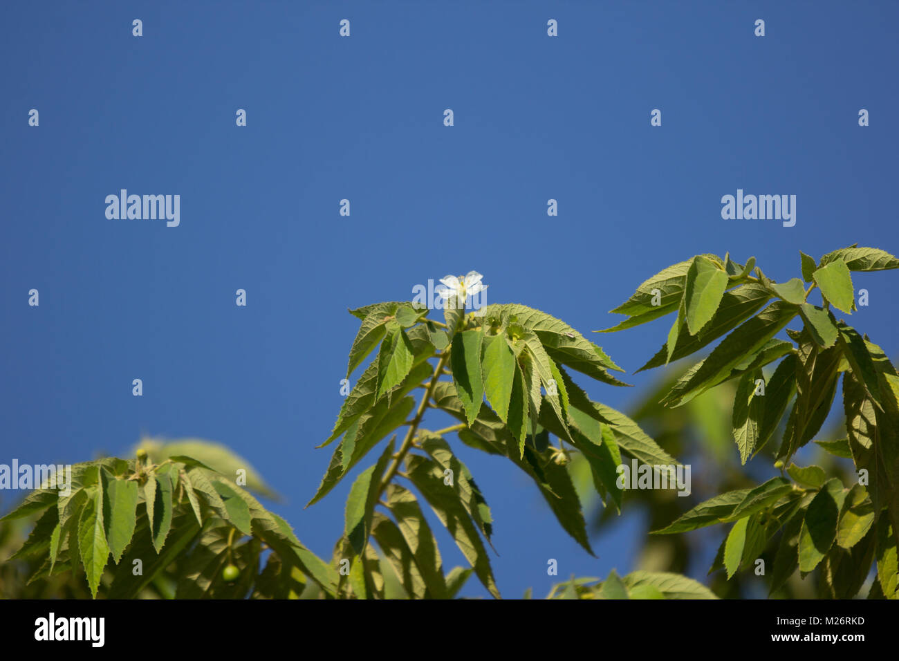 White Flower of West Indian Cherry or Calabura, Jam tree, Jamaican ...