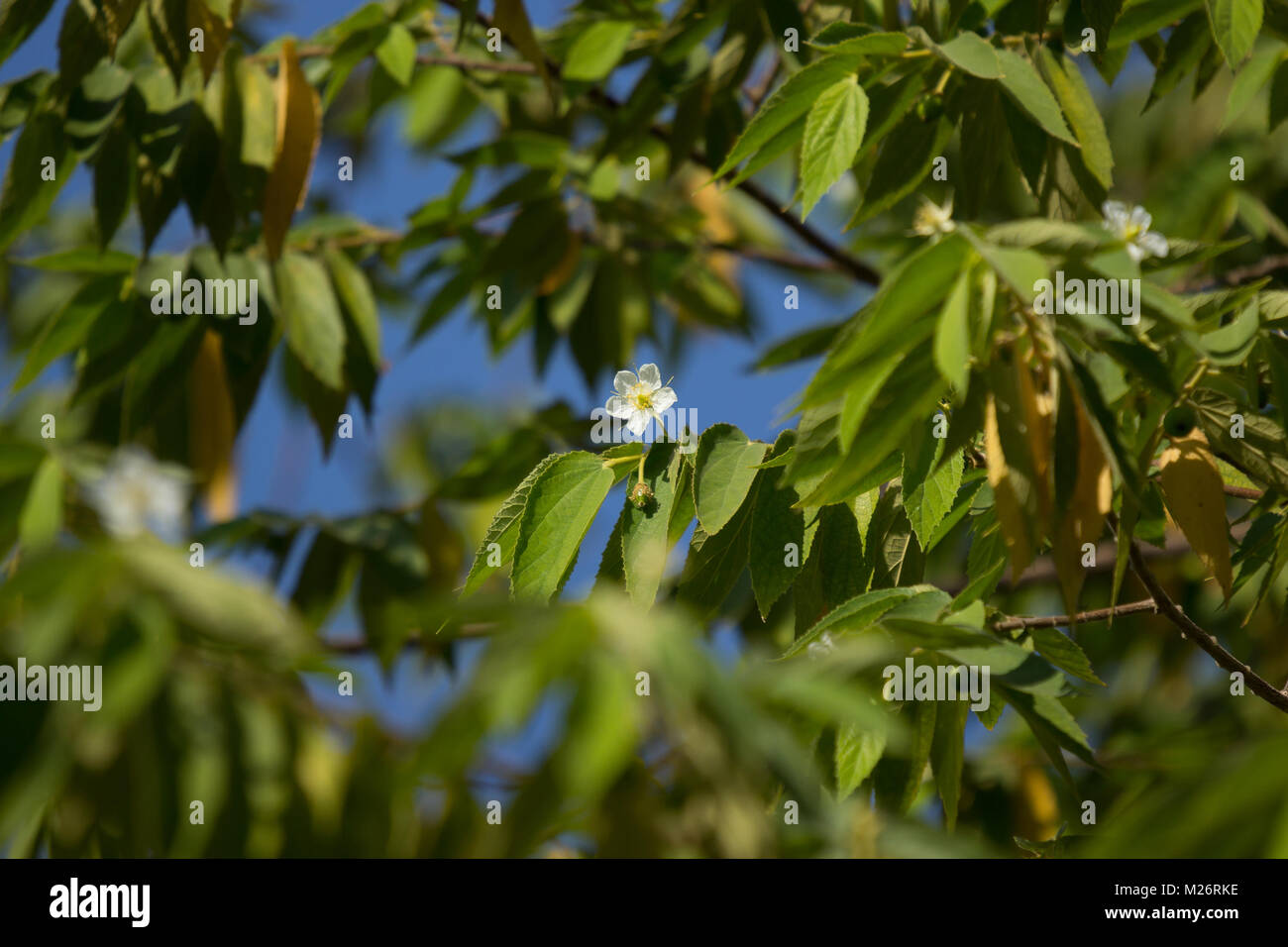 White Flower of West Indian Cherry or Calabura, Jam tree, Jamaican ...