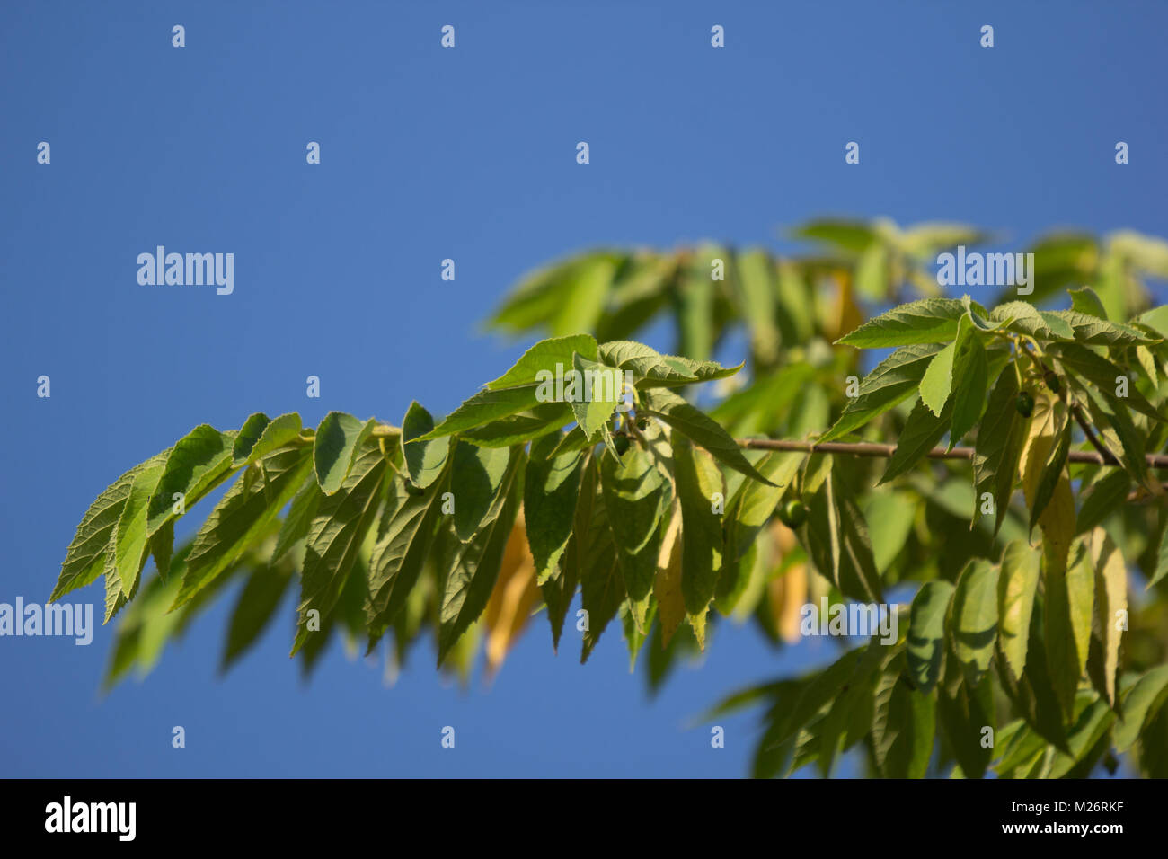 Green leaf of West Indian Cherry or Calabura, Jam tree, Jamaican cherry ...