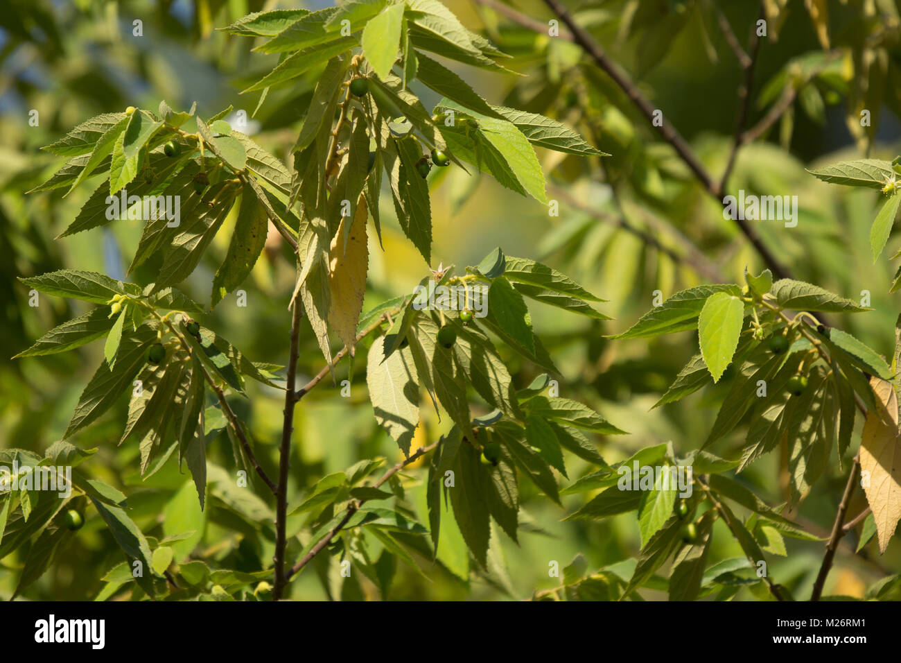 Green leaf of West Indian Cherry or Calabura, Jam tree, Jamaican cherry ...