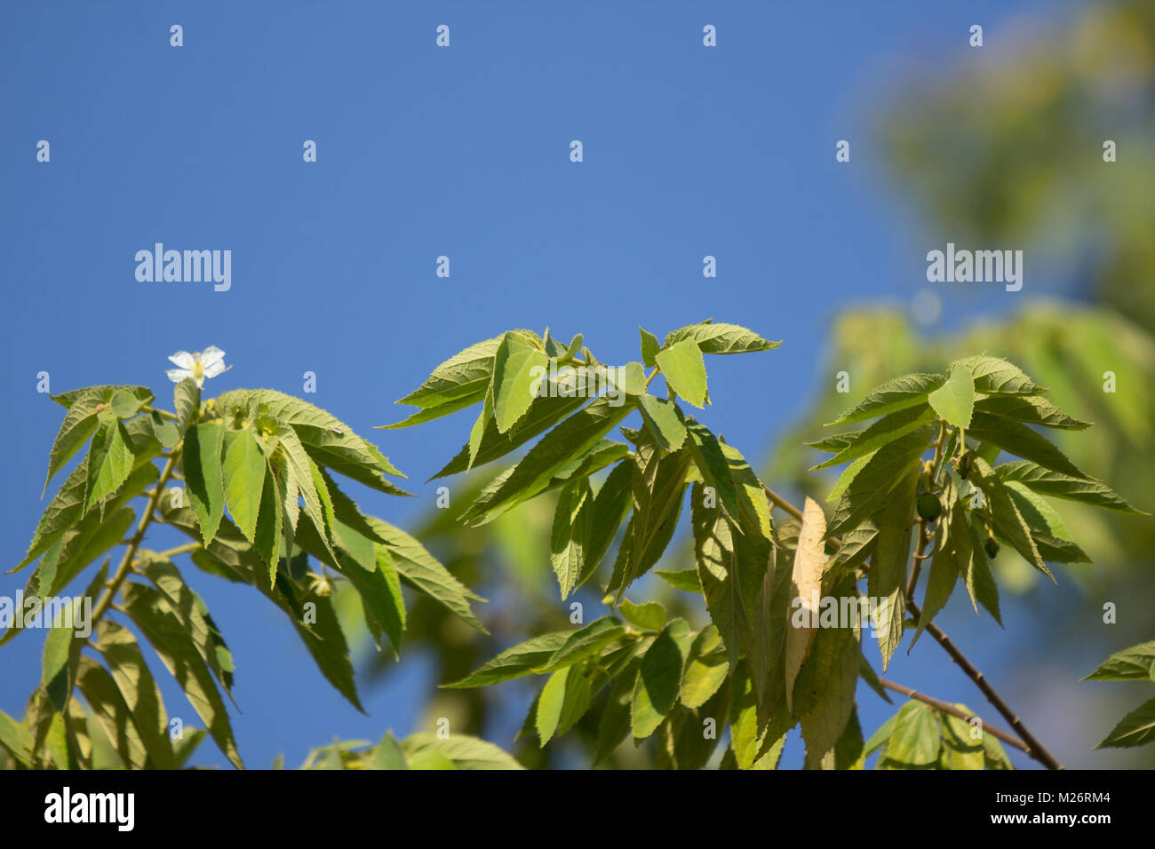 White Flower of West Indian Cherry or Calabura, Jam tree, Jamaican ...