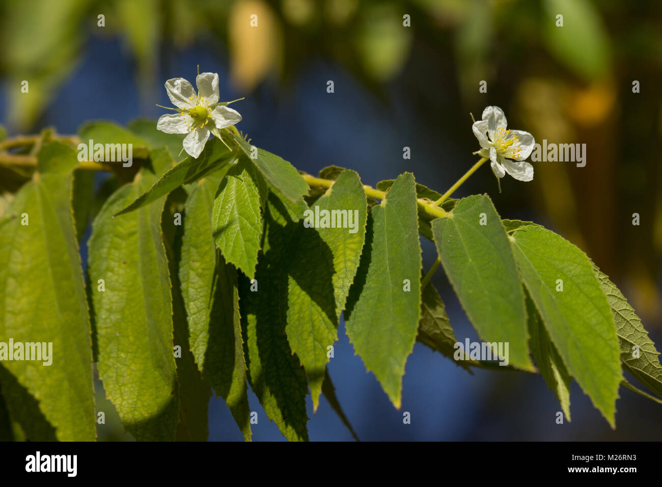 White Flower of West Indian Cherry or Calabura, Jam tree, Jamaican ...