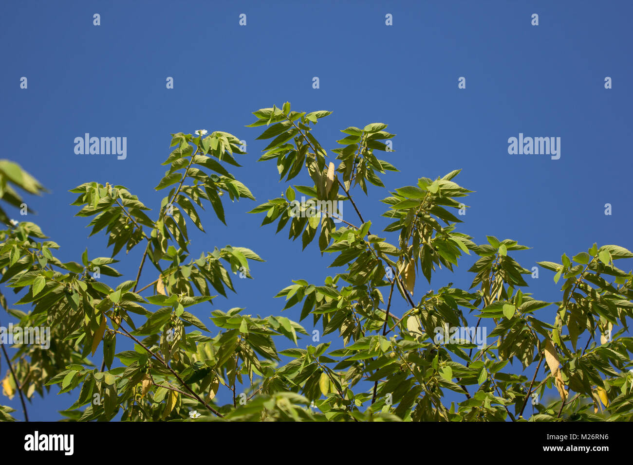 Green leaf of West Indian Cherry or Calabura, Jam tree, Jamaican cherry ...