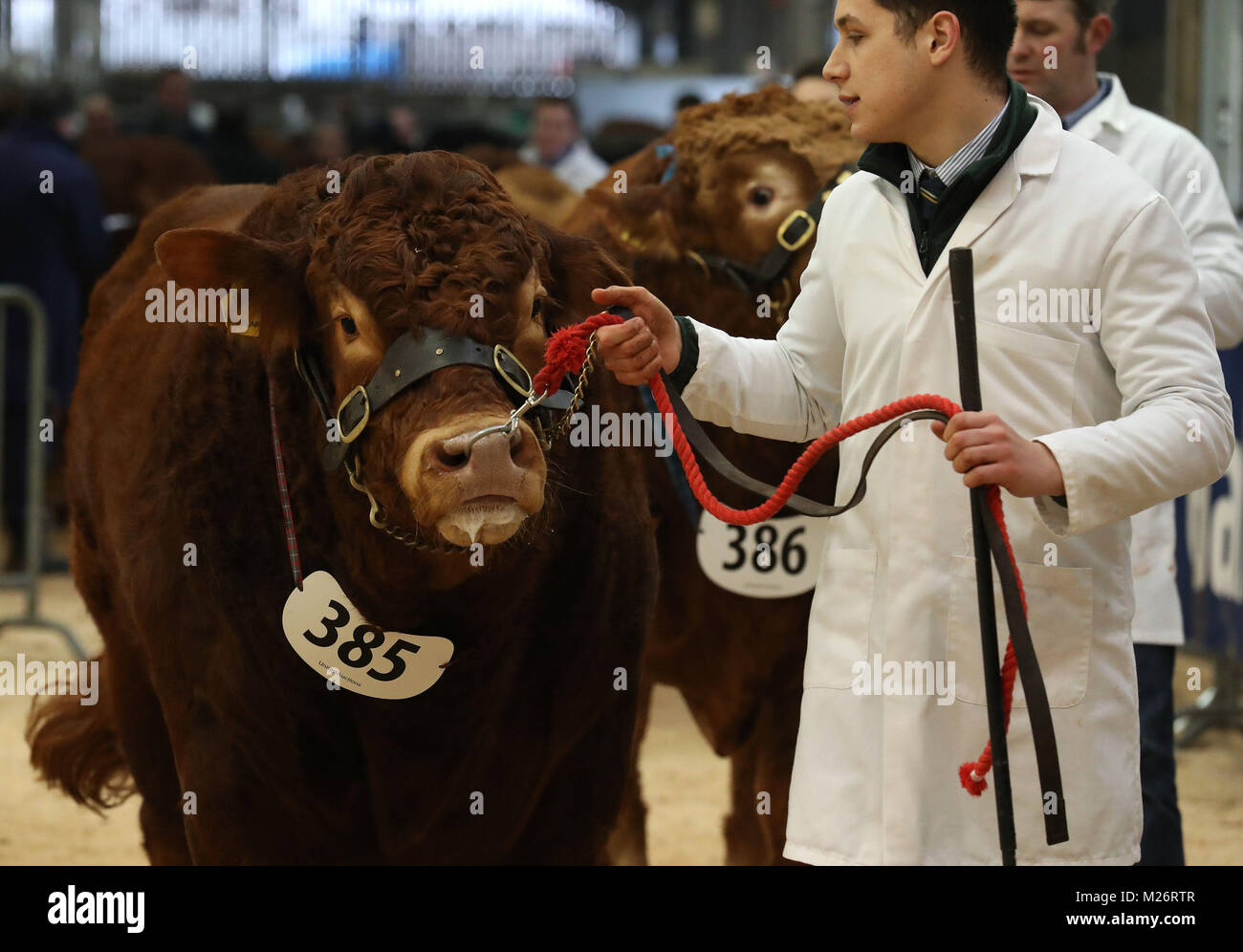 A Limousin bull is paraded in the show ring at the Stirling Bull Sales ...