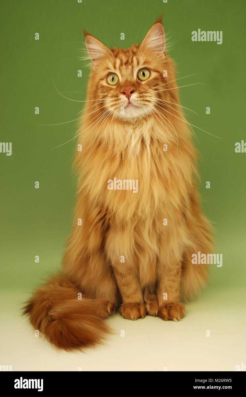 red main coon, front view Stock Photo - Alamy