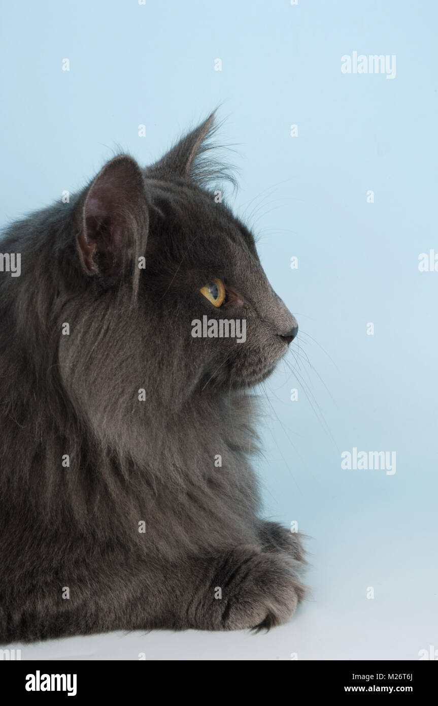 blue norwegian forest cat side view Stock Photo - Alamy