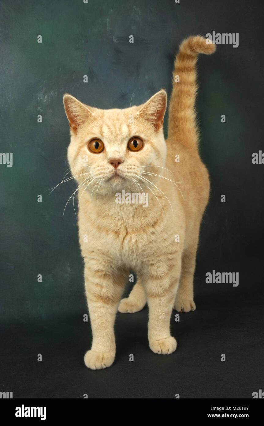 cream british shorthair cat Stock Photo - Alamy
