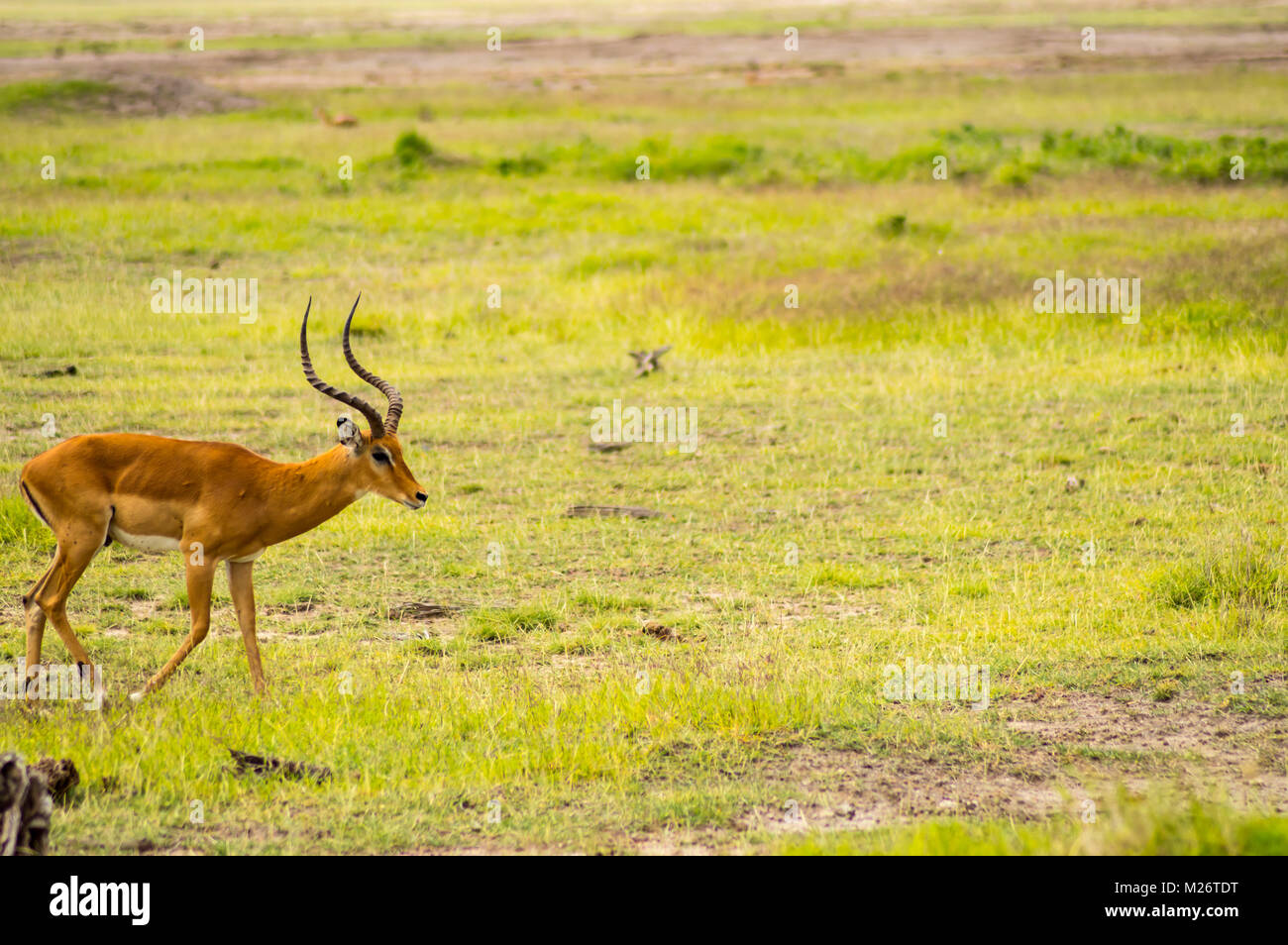 Amboseli impala hi-res stock photography and images - Alamy
