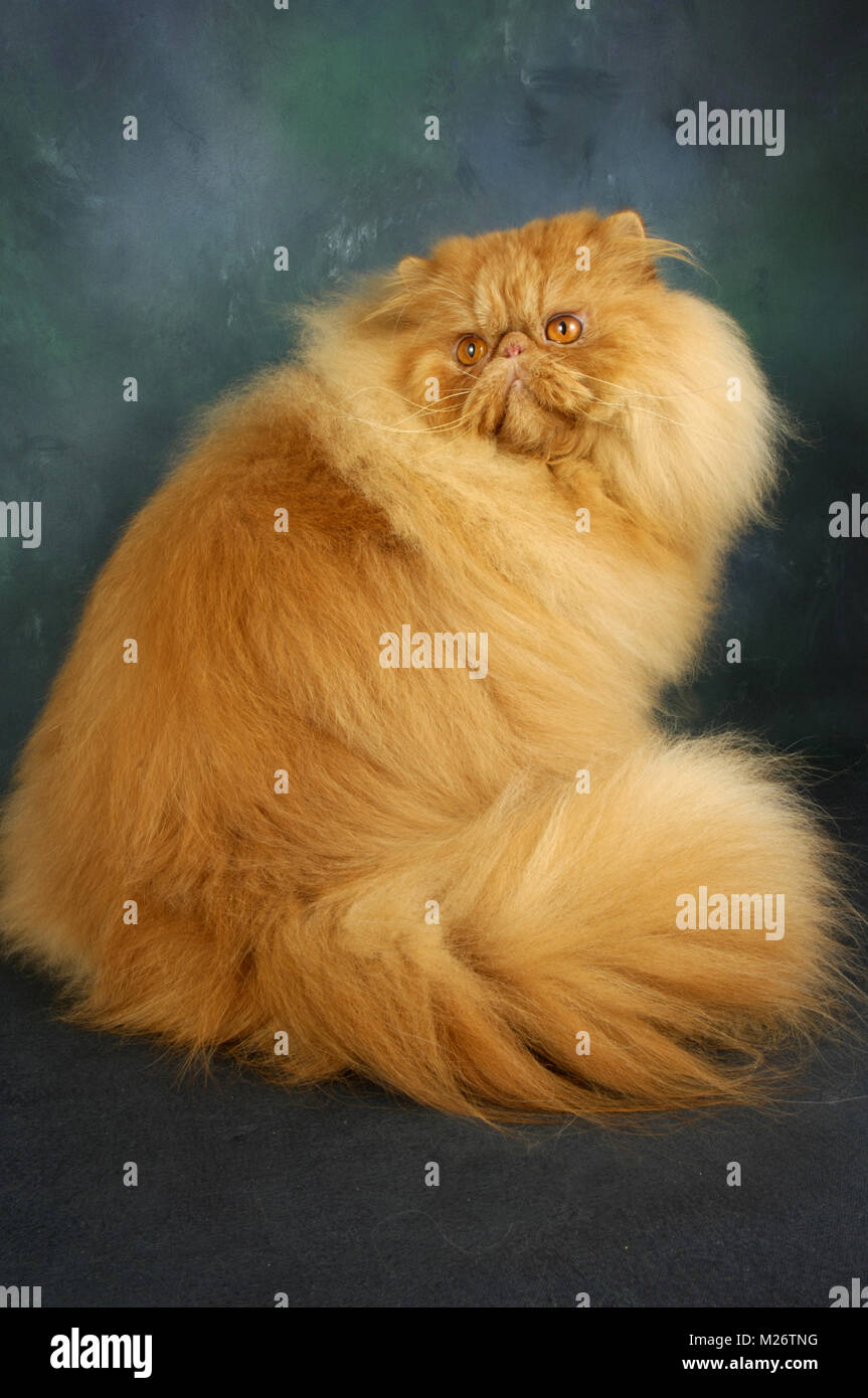 red Persian sitting down Stock Photo - Alamy