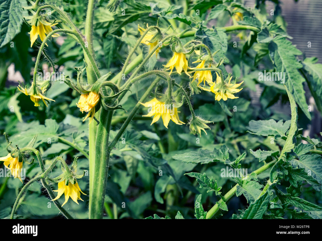 In the greenhouse bloom plant tomatoes with lots of yellow flowers ...