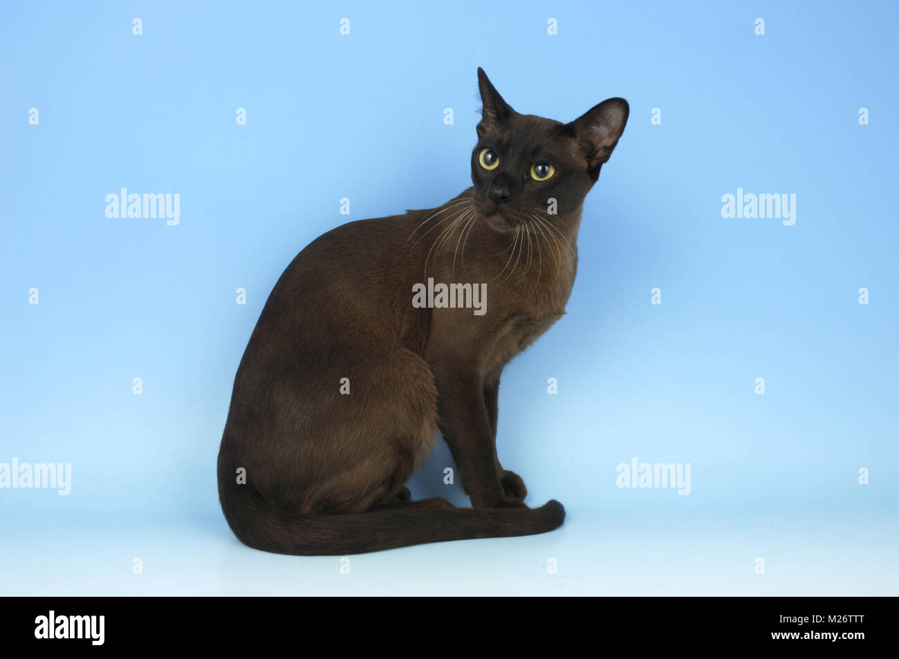 brown burmese cat sitting Stock Photo - Alamy