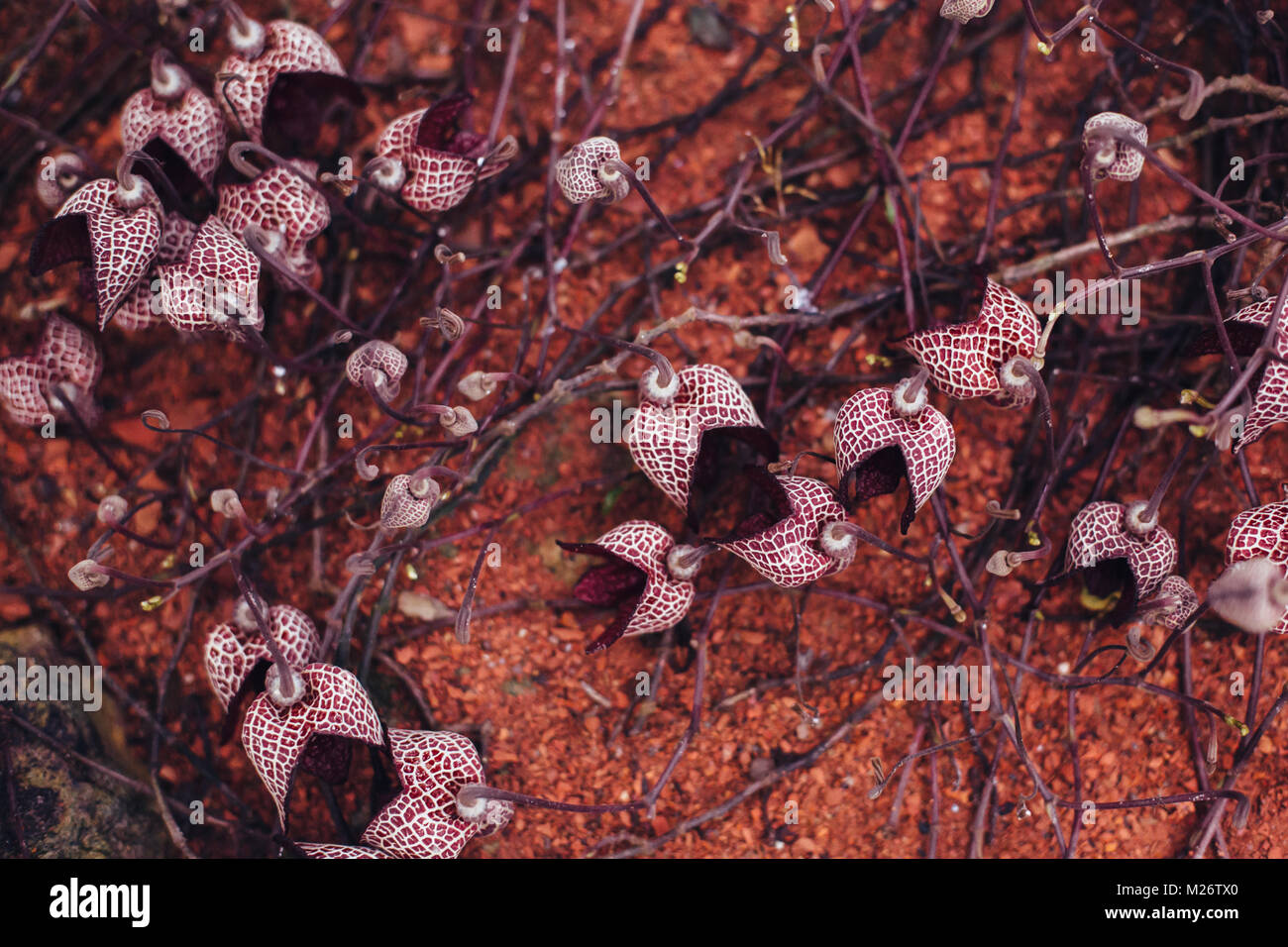Group of red dry flowers with roots on sand gound Stock Photo - Alamy