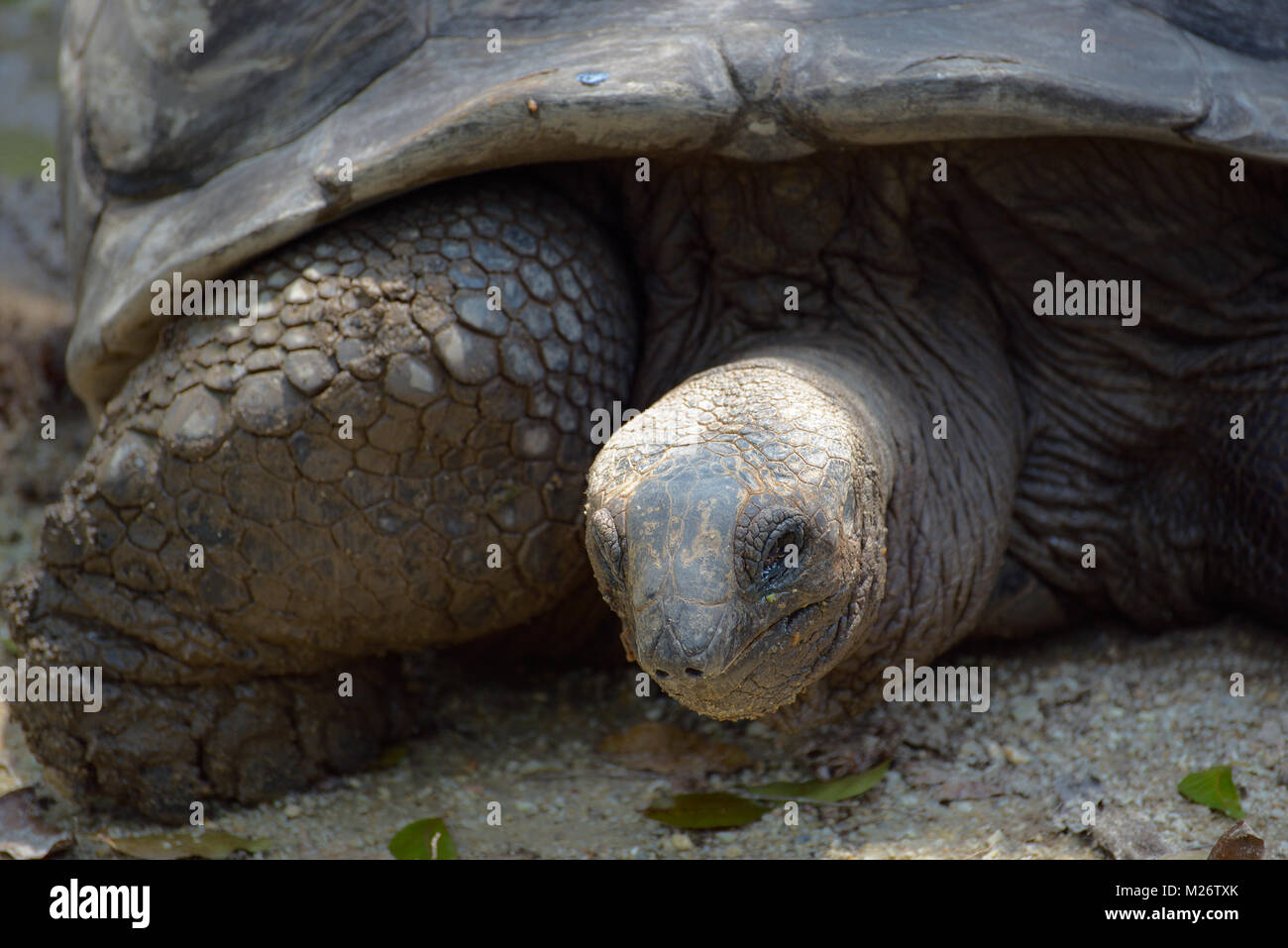 The giant tortoise feeding hi-res stock photography and images - Alamy