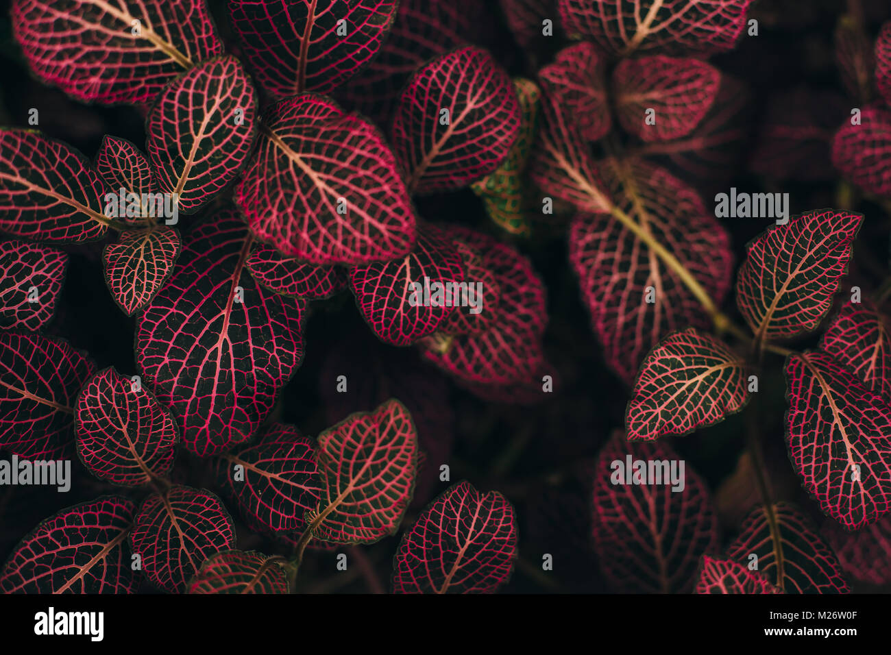 Black textured leaves of plant with red viens top view Stock Photo - Alamy