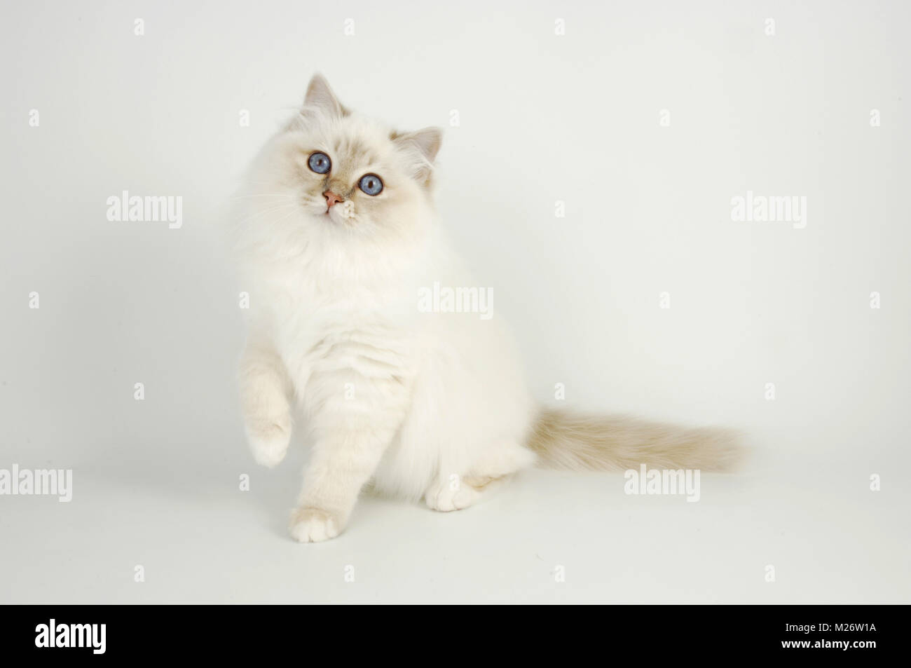 lilac tortie birman kitten sitting Stock Photo - Alamy
