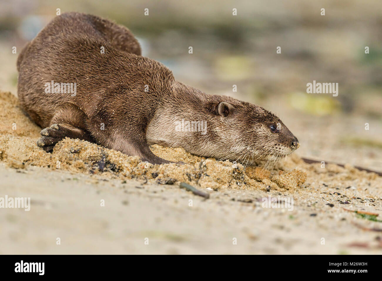 Smooth-coated otter investigate holes dug in a beach by fishermen to ...