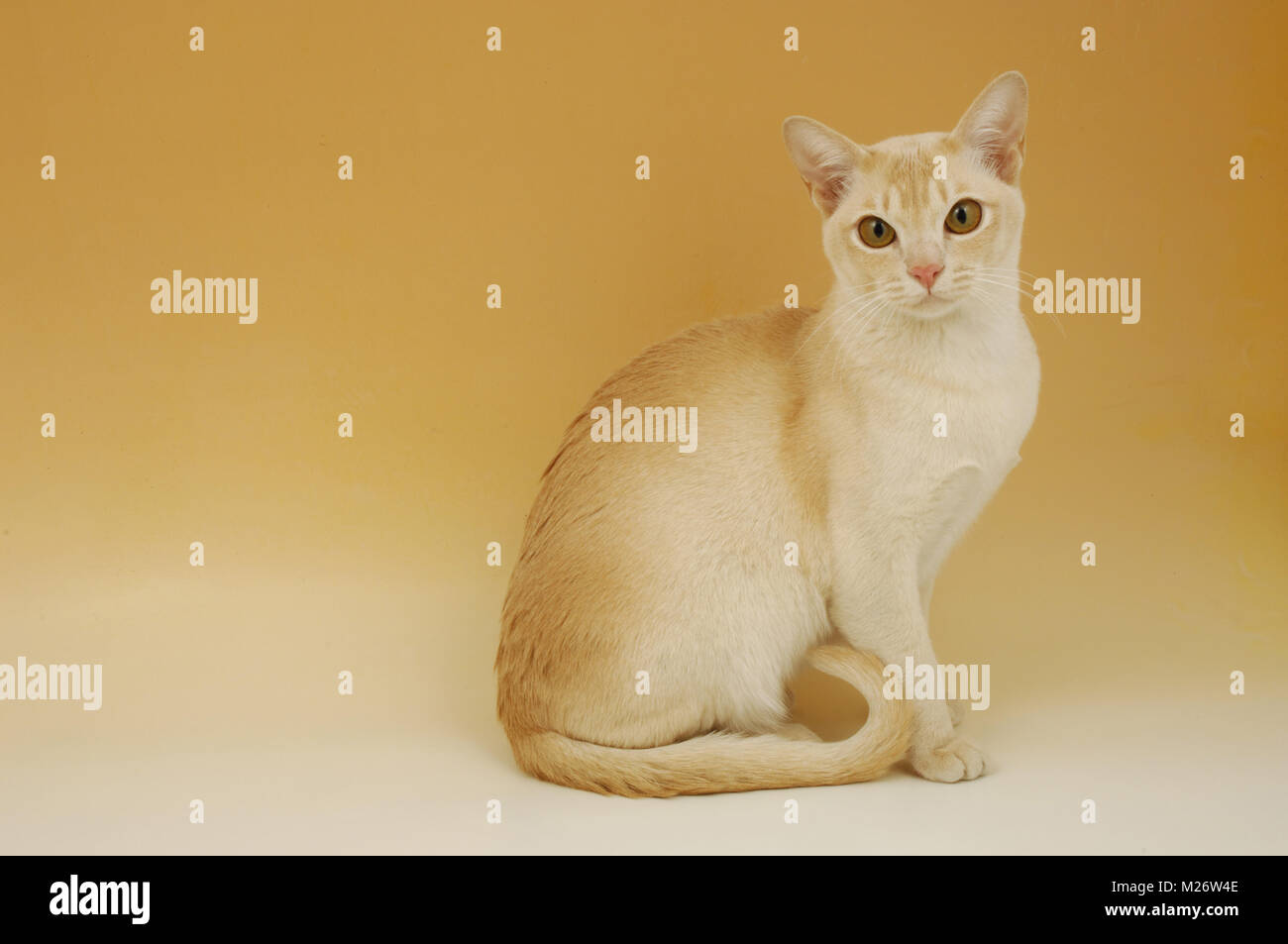 cream burmese on beige background Stock Photo - Alamy