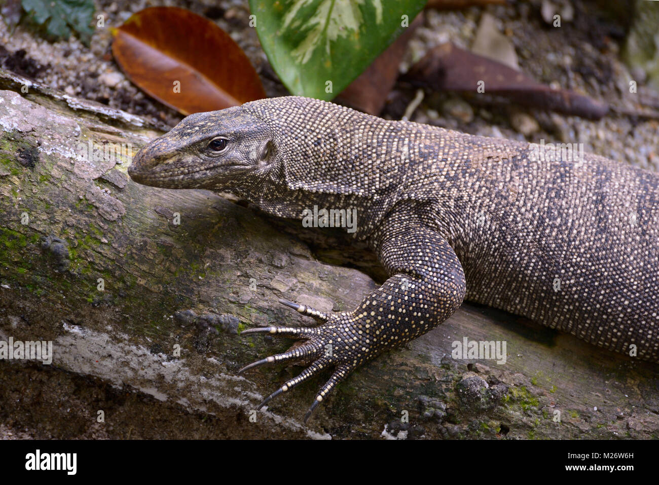 Portrait of clouded monitor lizard Stock Photo - Alamy