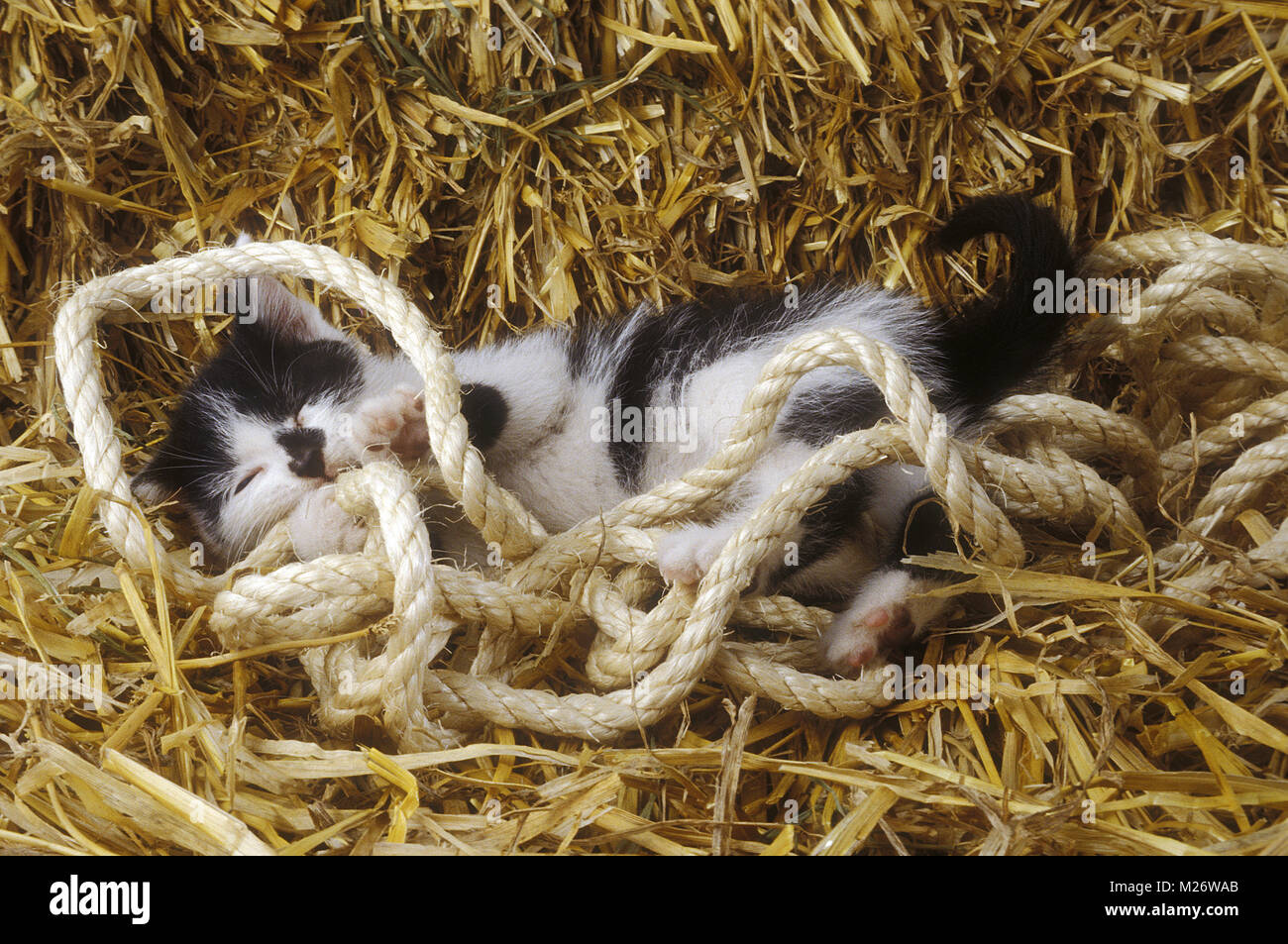 kitten on straw, playing with rope Stock Photo - Alamy