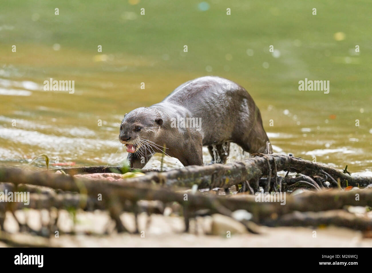 Smooth-coated otter in mangrove habitat, Singapore Stock Photo - Alamy