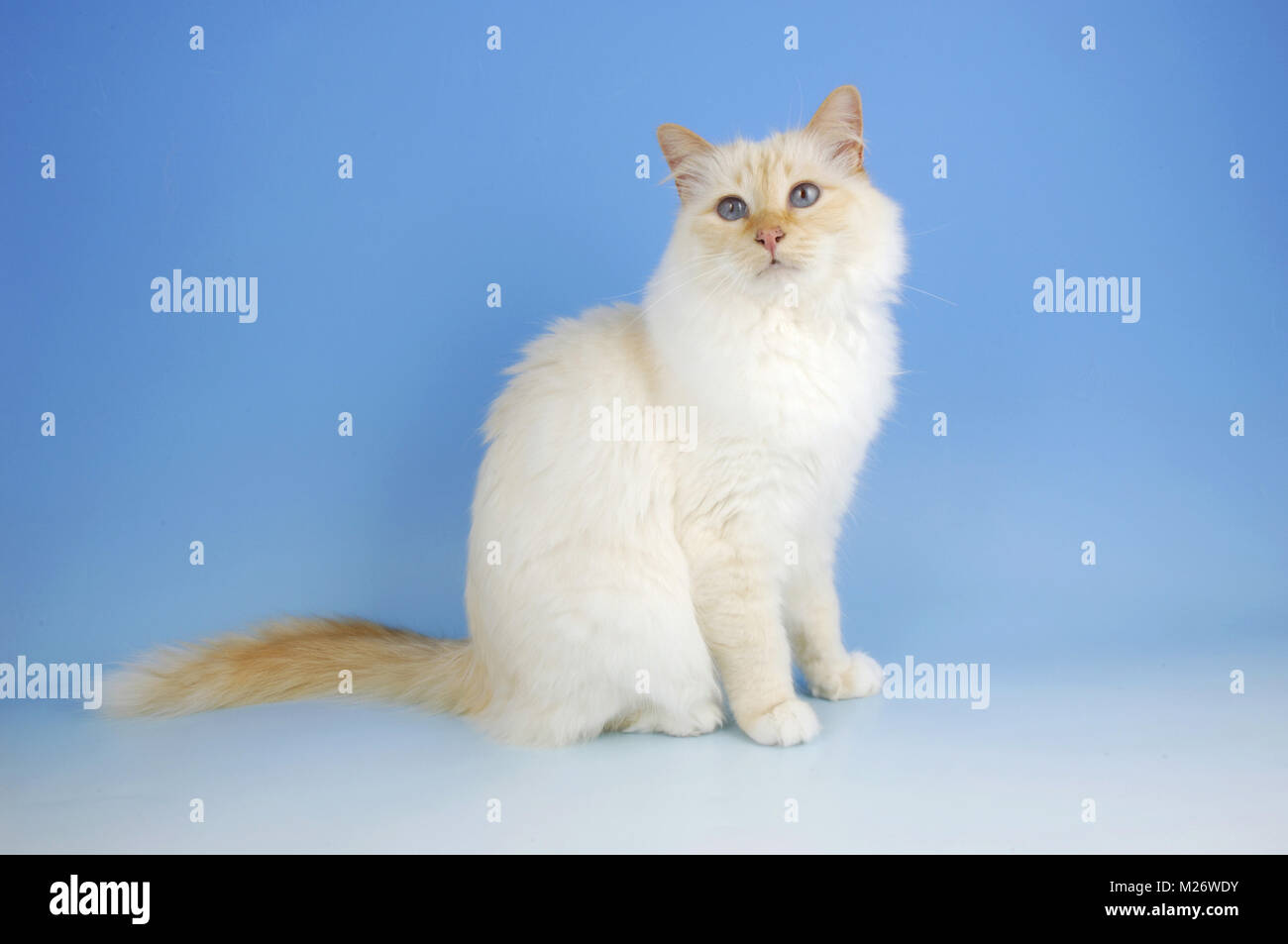 red point birman sitting on blue background Stock Photo - Alamy