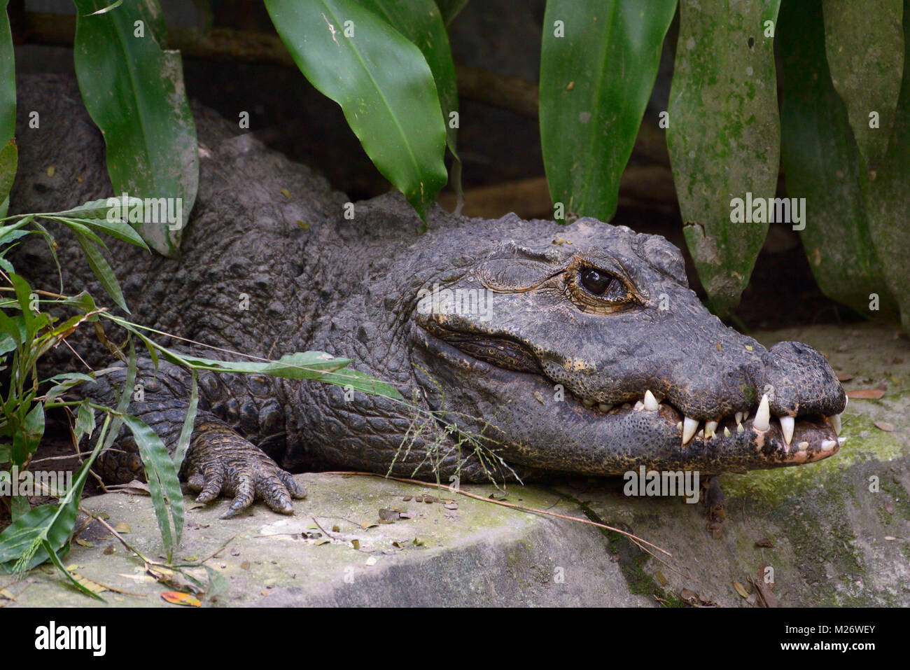 Asian reptiles hi-res stock photography and images - Alamy
